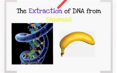 Banana DNA Extraction Experiment By Mario Liu On Prezi