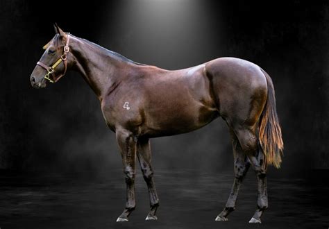 Buccaneering Proven Thoroughbreds