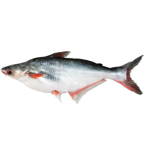 Trại Cung Cấp Cá Basa Giống Vifarm