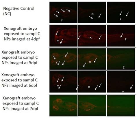 Materials Special Issue Functionalized Nanomaterials And Structures For Biomedical Applications