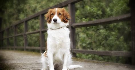 Rasseportrait Unsere Kooiker Kooikerhondje And Markiesje Van De
