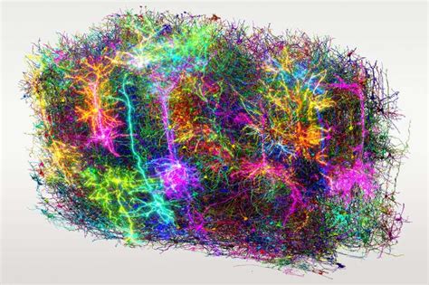 First Map Of Mammal Brain Activity May Have Shown Intuition In Action New Scientist
