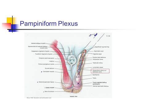 Testes Scrotum And Prostate Ppt Video Online Download Testes Scrotum And Prostate Ppt Video Online Download