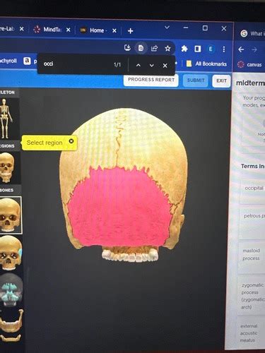 Midterm Lab Practical Flashcards Quizlet