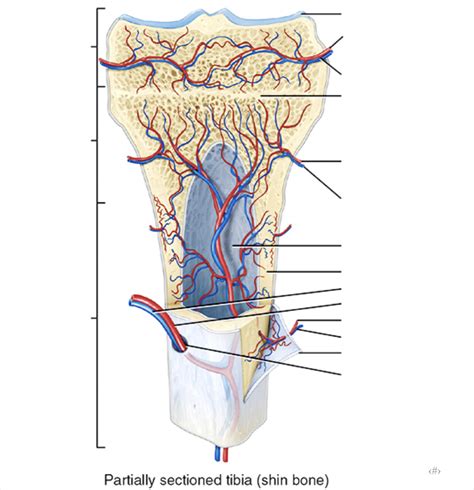 Parts Of A Bone Partially Sectioned Tibia Diagram Quizlet