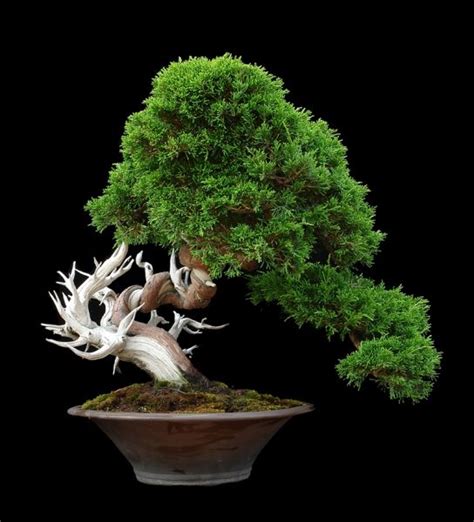 Bonsai: The Art of Miniature Trees