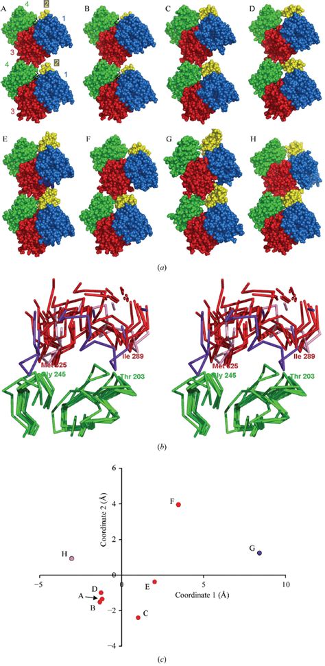 New Crystal Structure Of The Longitudinally Cross Linked Actin Dimer