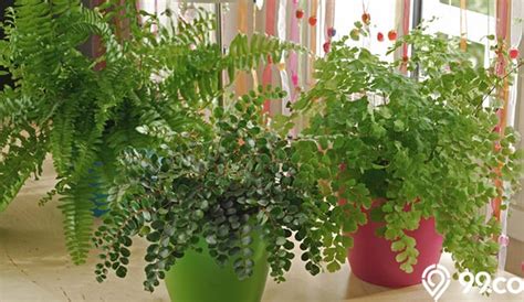 Jenis Jenis Bunga Suplir Trevor Campbell