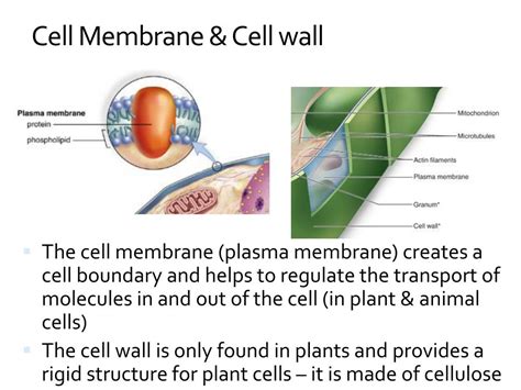 Ppt Chapter 3 Cell Structure Function And Transport Powerpoint