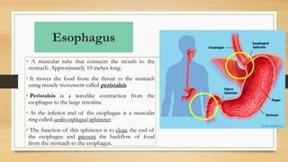 Grade 7 Chapter1 Lesson1 The Digestive System Pptx