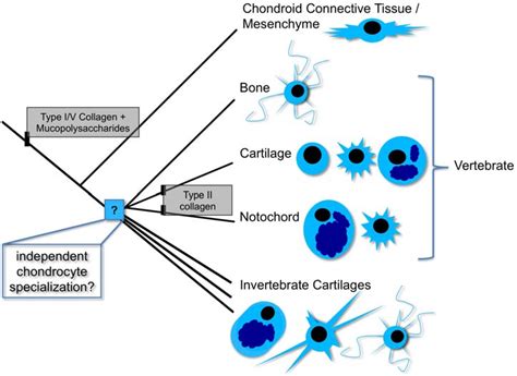 Schematic Depicting The Problem The Evolutionary Relations Between Download Scientific Diagram