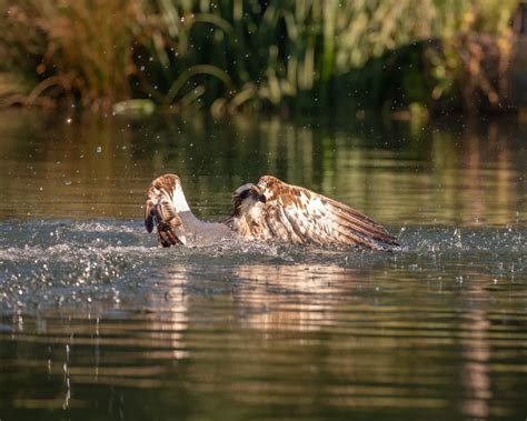 Discover The Best Places To Spot Osprey In The UK