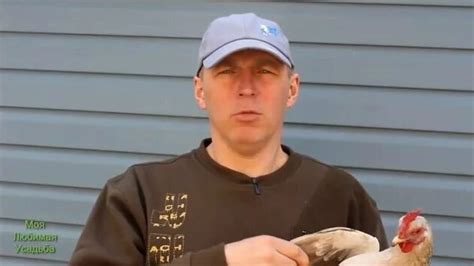 Как подрезать крылья курам моя любимая усадьба Смотреть онлайн в поиске Яндекса по Видео