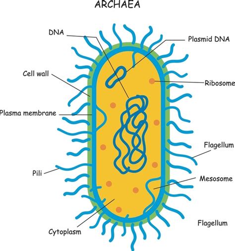 Kingdom Archaebacteria Pictures