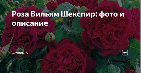 Роза Вильям Шекспир: фото и описание | Дачник.RU | Дзен