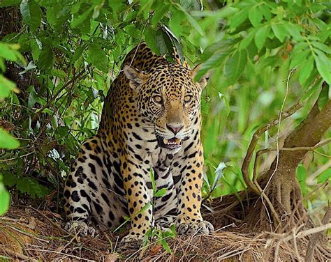 Pantanal Nature Cuiaba All You Need To Know Before You Go