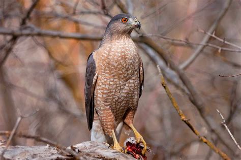 Chicken Hawk Bird Information Facts And Pictures Bird Helpful