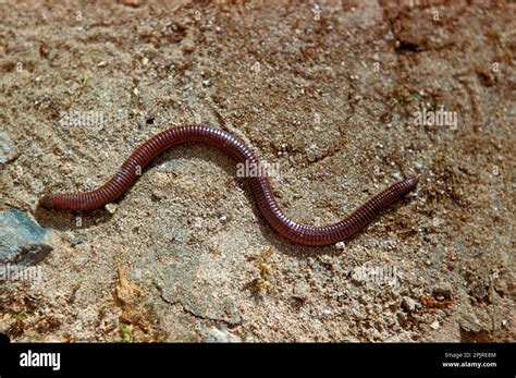 Iberian Worm Lizard Blanus Cinereus Ringworm Moorish Networm Ringworm Double Worm Double