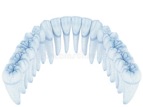 Morphology Of Mandibular Teeth Wire 3d Model Illustration Stock