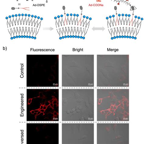 A Schematic Illustration Of Cell Surface Engineering B Clsm Images