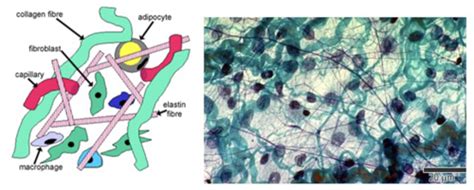 Histology Connective Tissue Flashcards Quizlet