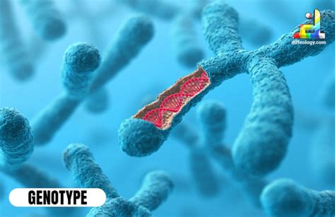 Difference Between Genotype And Phenotype Diffeology