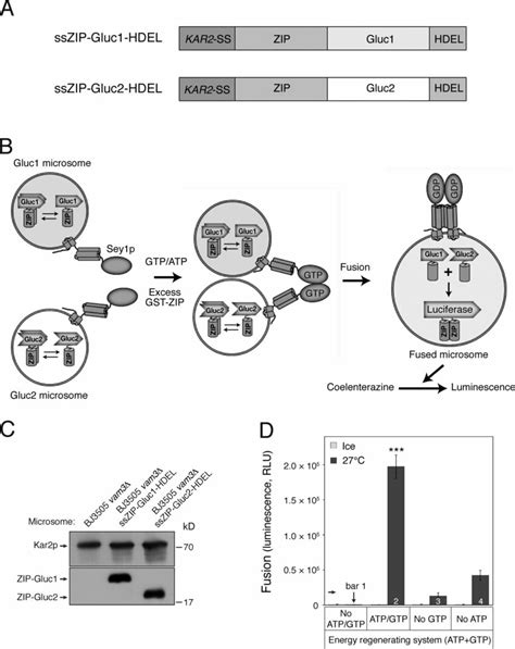 Development Of An In Vitro Homotypic Er Fusion Assay A Schematic