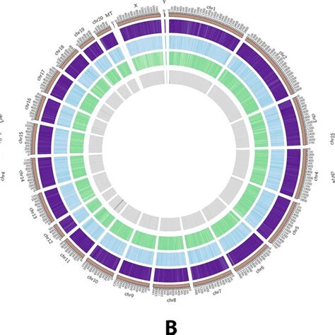 Methylation Map At The Chromosomal Level Download Scientific Diagram