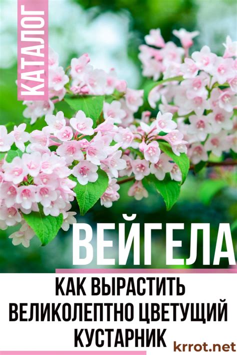 Вейгела: Описание, Виды, Посадка, Уход | 60 Фото +Отзывы