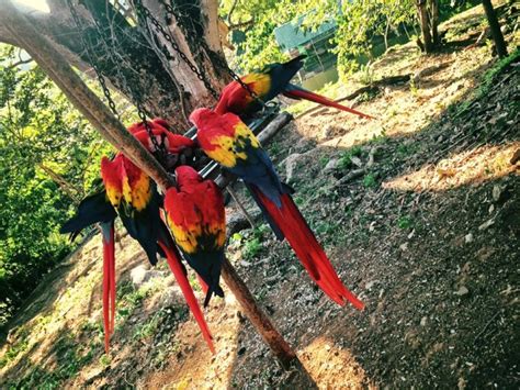 Scarlet Macaw Great Green Macaw Breeding Release Conversation Education