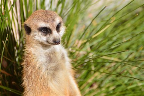 1152x864 Wallpaper Meerkat Animal Peakpx