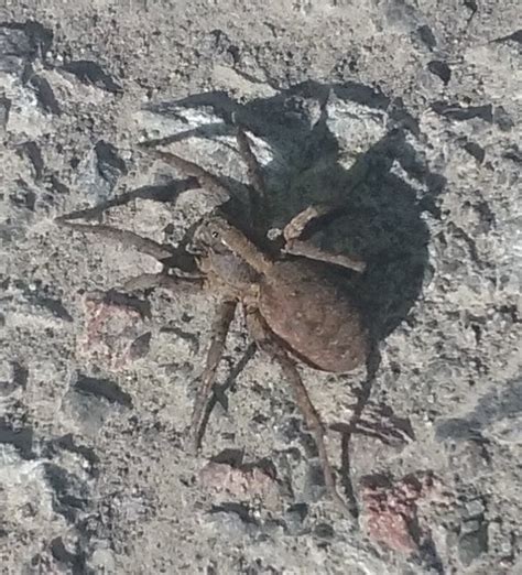 Humans Are Weird Contagious Behavior Humansarespaceorcs