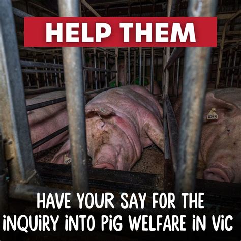 📢 Attention... - Animal Justice Party AJP Victoria