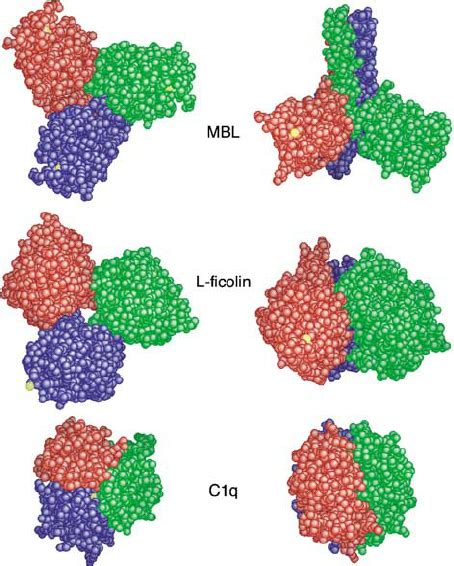 Comparative Views Of The Trimeric Recognition Domains Of Mbl