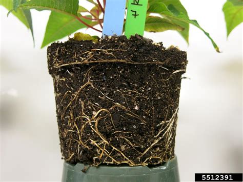 Pythium Root And Stem Rot Pythium Aphanidermatum