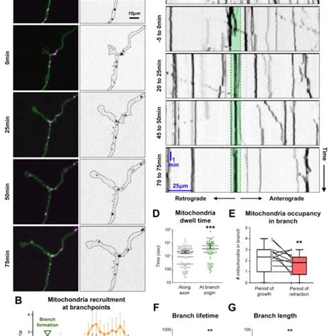 Identification Of Primary Neurons Dapi Staining Labeled All Nuclei Download Scientific