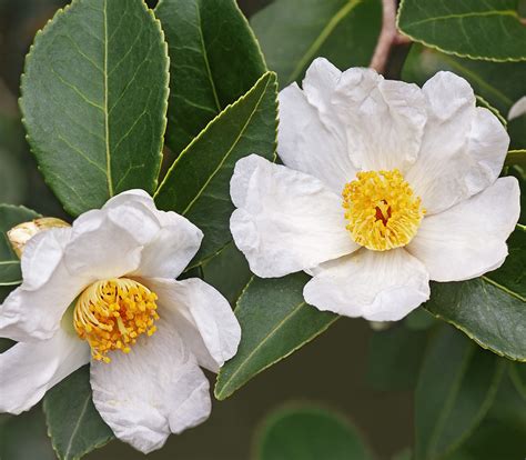 Camellia Oleifera Tea Oil Tree Seeds