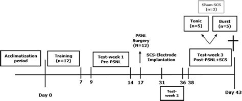 Timeline Experiment 2 Download Scientific Diagram