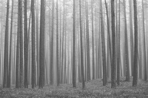 Forestlogging Sitefield Behance