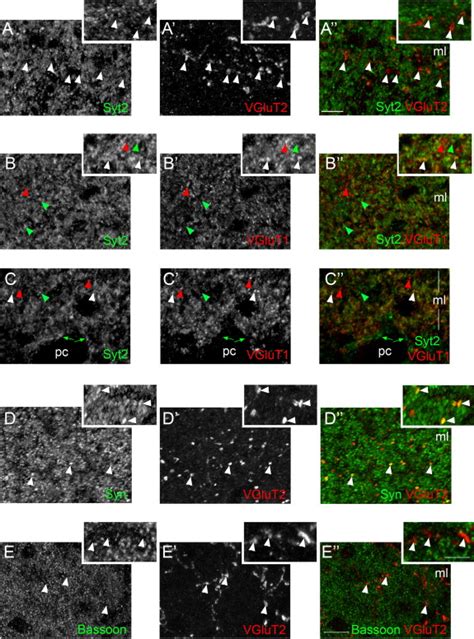 Terminal Specific Distribution Of Presynaptic Proteins In The Molecular Download Scientific