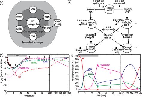 A Multi Variant Viral Dynamic Model To Quantify Response To Telaprevir Download Scientific