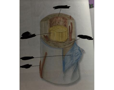 Basic Bone Antomy Quiz