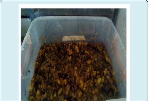 Mashed Up Banana Biomass Download Scientific Diagram