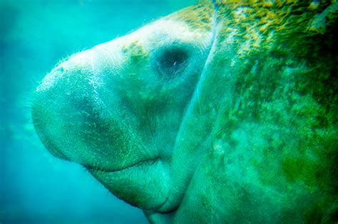 Manatee Teeth