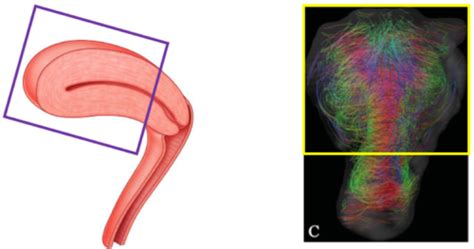 15 Uterine Contractility Flashcards Quizlet