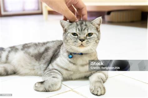 귀여운 고양이 아메리칸 쇼트 헤어의 머리를 쓰다듬는 사람의 손 가축에 대한 스톡 사진 및 기타 이미지 가축 갈고리 발톱