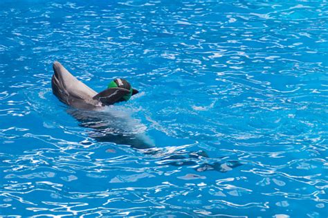 귀여운 회색 돌고래는 푸른 물에서 수영 복사 공간 텍스트에 대한 장소 병코 돌고래 야생 해양 포유류 돌고래 돌고래 수족관 쇼