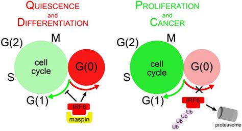Irf6 In Development And Disease A Mediator Of Quiescence And