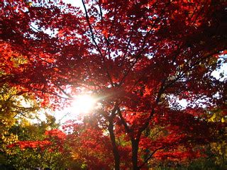 Central Park Red Tree Matia M Flickr