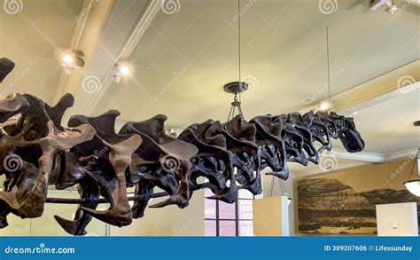 Brachiosaurus Late Jurassic Period 156 145 Million Years Ago Editorial Image Cartoondealer